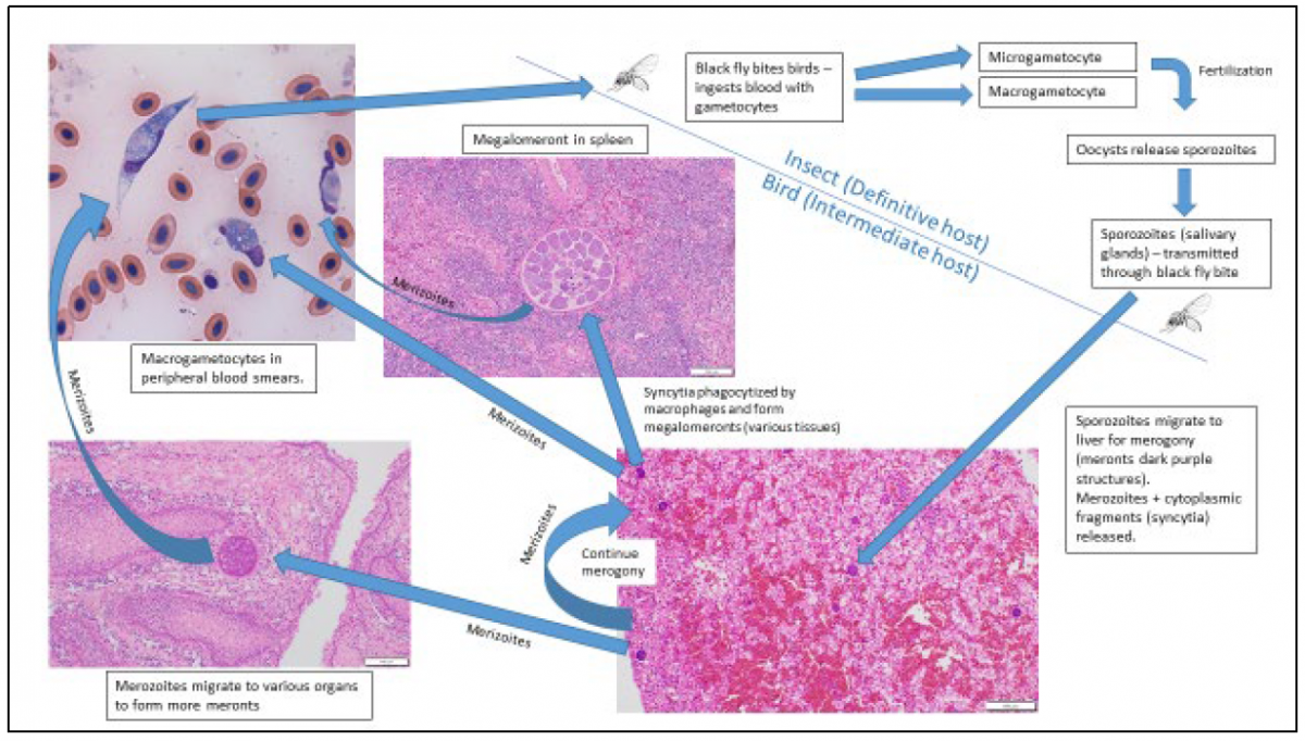Leucocytozoonosis in multiple avian species | Animal Health Laboratory